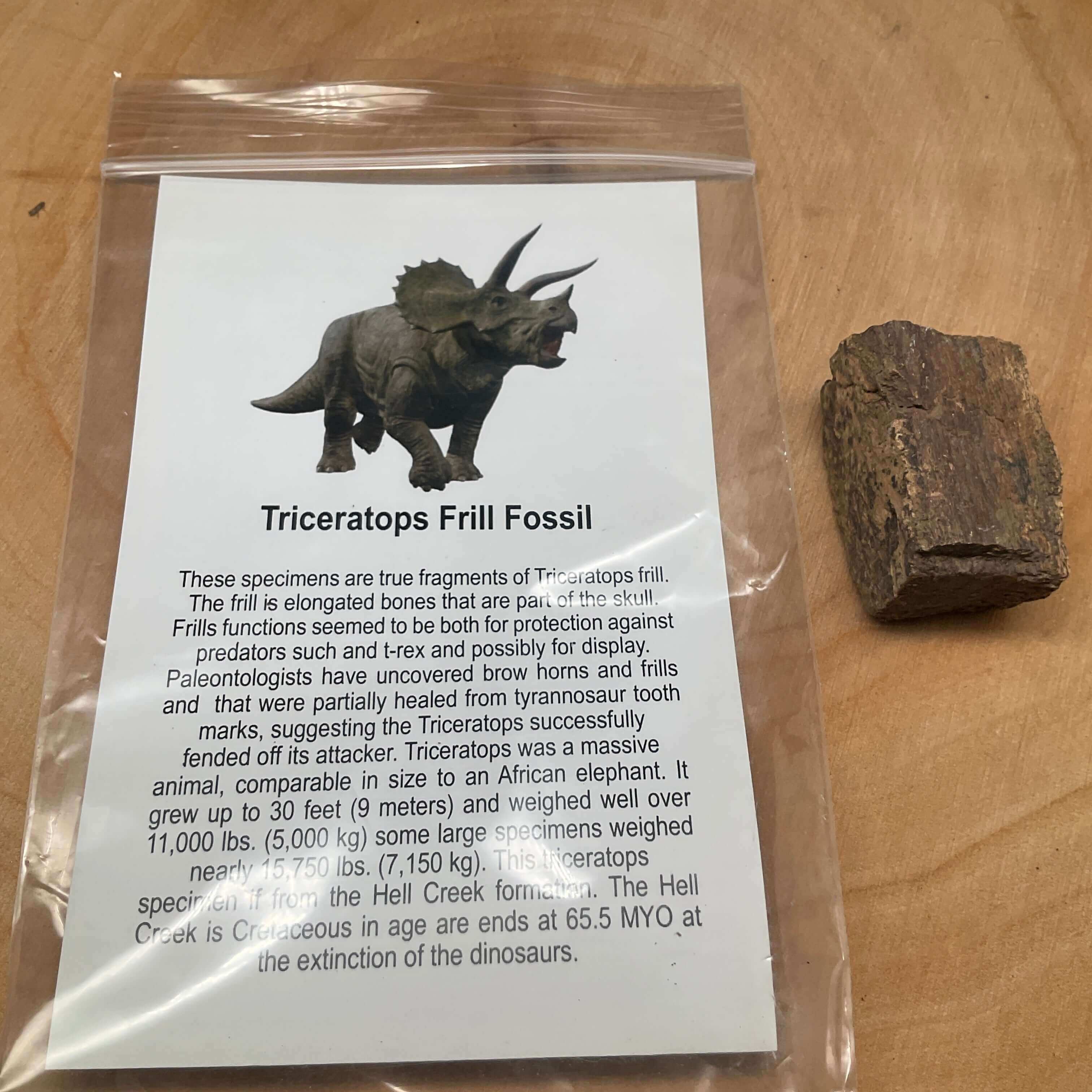 Desert Oasis Minerals, Triceratops Frill Fossil